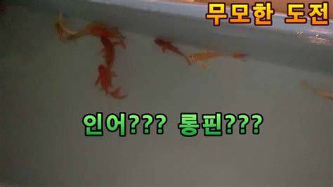 물생활비단잉어롱핀 비단잉어 투입 Youtube