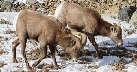 Nebraska Bighorn Sheep Collared For Disease Monitoring Gohunt The