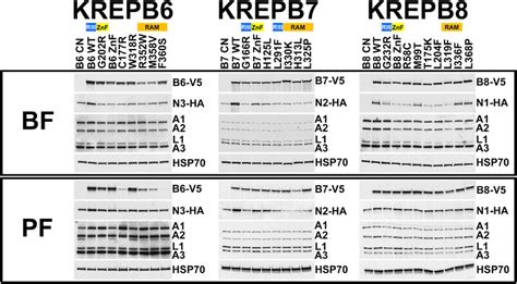 Sds Page Western Analyses Of Mutant Cell Lysates Blots Were Probed