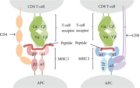 Comparing Epitope Mapping Techniques Creative Biostructure
