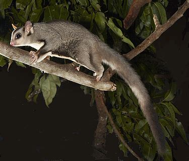 Buy Mahogany Glider Image Online Print And Canvas Photos Martin