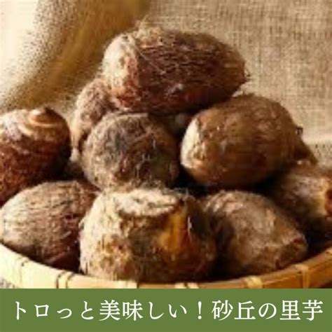 ねっとり食感白く輝く庄内砂丘産里芋大和早生里いもの商品詳細ポケットマルシェ産地直送で旬の食材が生産者 農家漁師 から届く