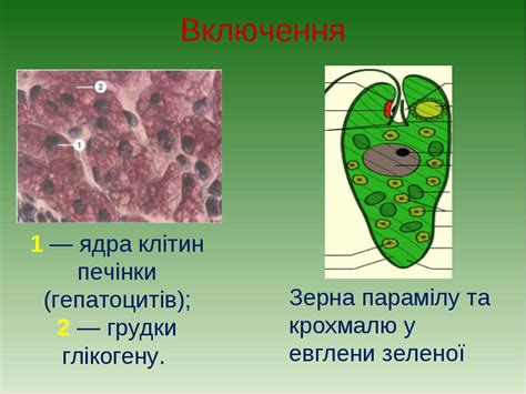 Цитозоль органели включення презентація з хімії