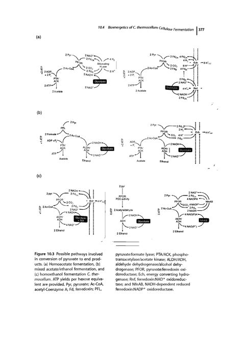 Conversion Of Pyruvate To Ethanol Big Chemical Encyclopedia