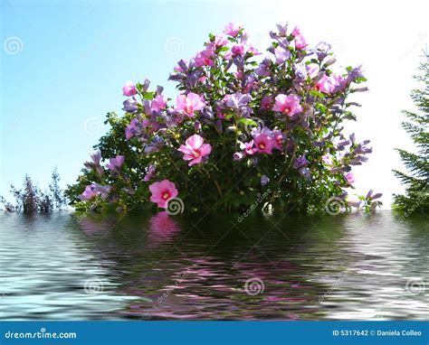 De Bloemen Van Het Roze And Van De Lelie Die In Water Worden Weerspiegeld