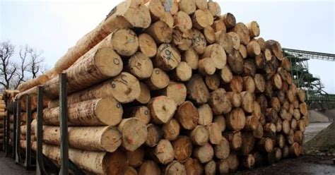 Уряд змінює законопроєкт про скасування мораторію на експорт лісу кругляка Європейська правда