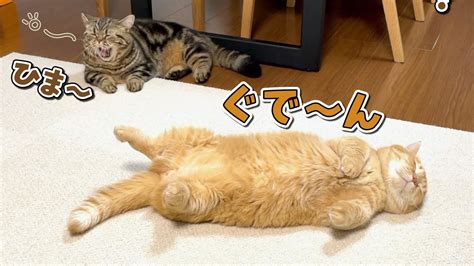 暇を持て余した猫たちがこうなっちゃいました！笑【お知らせも】 Youtube