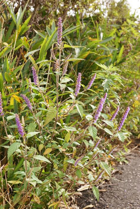 WebASO 野の花図鑑