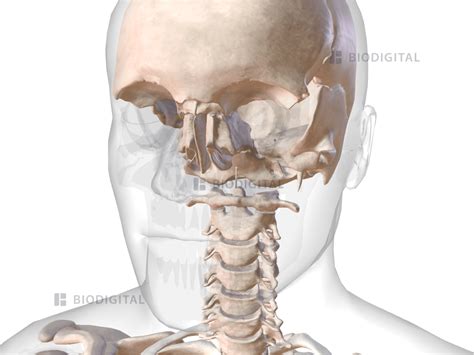 Left Pharyngeal Raphe Biodigital Anatomy