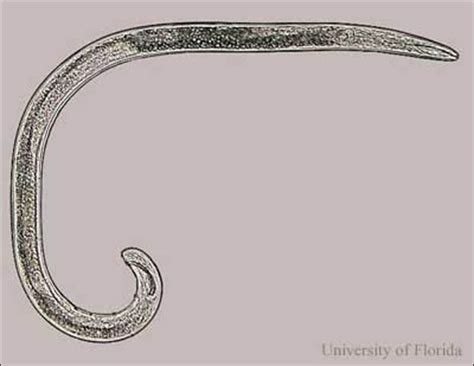 Eeny340 In617 Stubby Root Nematode Trichodorus Obtusus Cobb Syn T