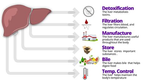 What Does The Liver Do For The Body About Liver Function Acute Liver