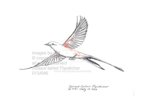 Scissor Tailedflycatcher By Sarmatianwarrior On Deviantart