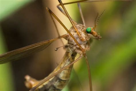 Mosquito Hawks What Do They Eat Insect Diet Secrets