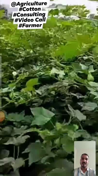 Abhishek Katkar On Linkedin Agriculture Cotton Problemdiagnosis Intervention Videocall