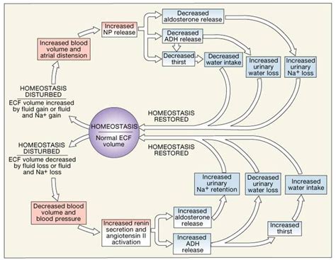 Electrolyte Fluid Balance Artofit