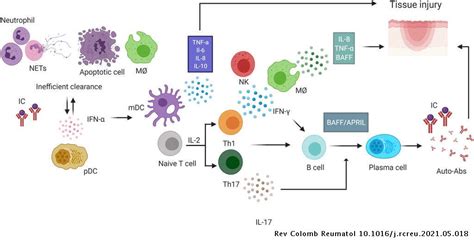Role Of Cytokines In The Pathophysiology Of Systemic Lupus