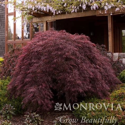 Crimson Queen Japanese Maple For Sale At The Grass Pad