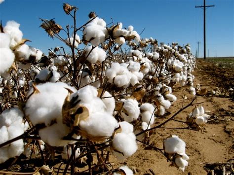 10 Facts About Cotton Fact File