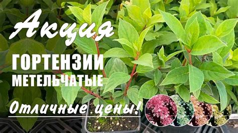 АКЦИЯ Метельчатые гортензии Продажа саженцев однолеток Youtube