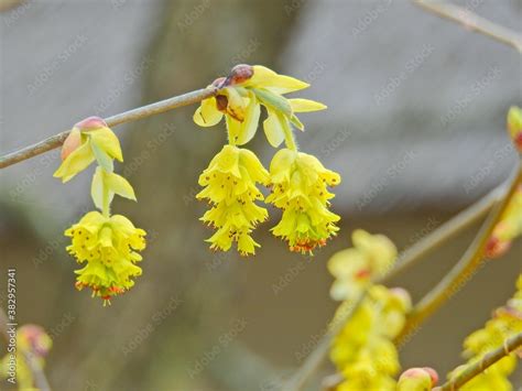 トサミズキがヒュウガミズキと違うのは花は淡黄色で葉よりも先に開き花弁の先に覗く雄蕊が黄色いのがヒュウガ赤っぽいのがトサ Stock 写真