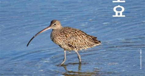 알록달록 코트 입은 알락꼬리마도요를 지켜주세요 5월 해양생물