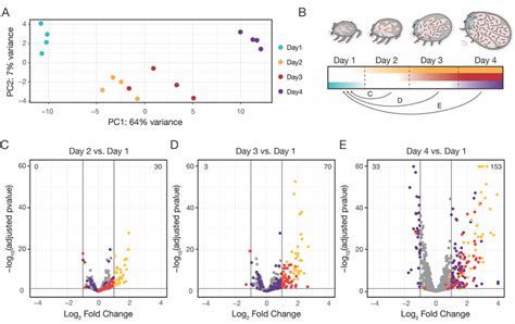 Global Ex Vivo Profiling Of Bb Reveals Extent And Kinetics Of