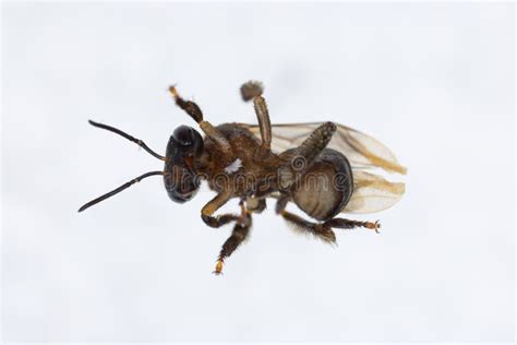 Honey Bee And Stingless Bee Hymenoptera For Education In Laboratory
