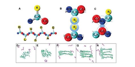 Overcoming The Challenges Of Peptide Simulations School Of Chemistry University Of Leeds