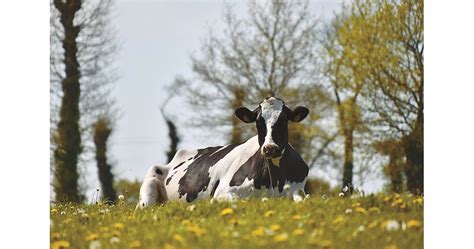 Стъпка по стъпка Как да вземем стерилна проба от млякото при изследване за мастит Български