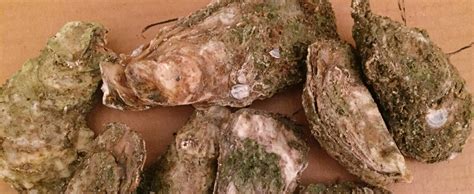 19th Annual Murrells Inlet Oyster Roast