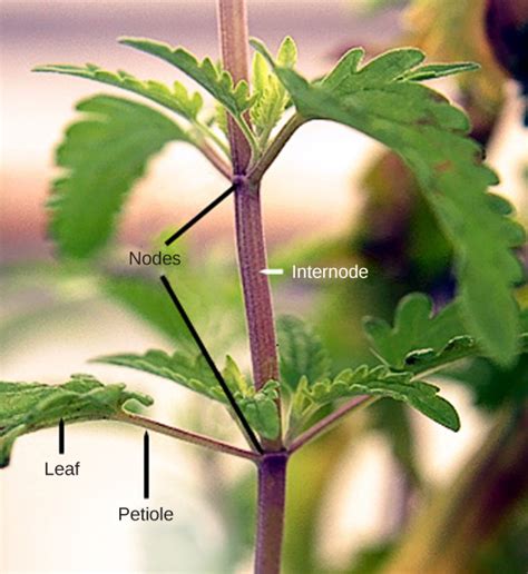 302 Stems Functions Of Stems Biology Libretexts