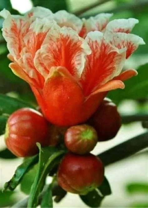 Pin Op цветы фруктовых деревьев