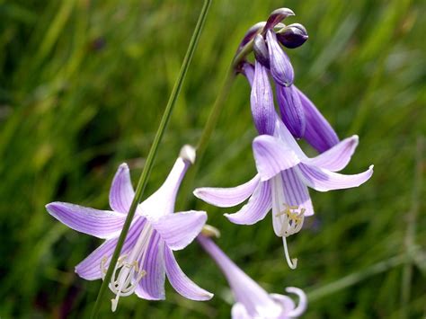 Hosta Sieboldii