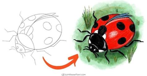 How To Draw A Ladybug Cute Realistic Style