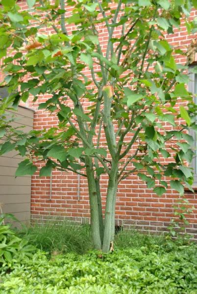 Multi Stem Trees A List Of Species And Characteristics