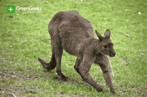One Third Of Kangaroo Island Has Been Burned Away By Bushfires In Australia