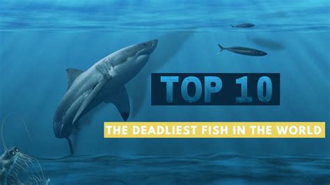 Worlds Most Dangerous Fish