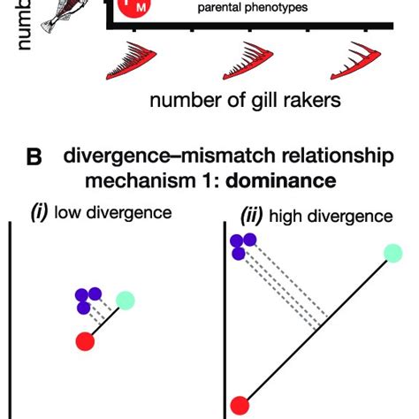 Visual Overview Of Mismatch For Two Traits All Panels Show Parent Mean Download Scientific