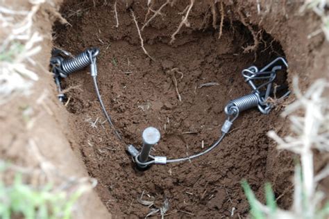 Pocket Gopher Trapping Trapperman Forums
