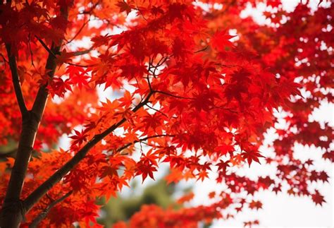 여섯 종류의 단풍나무 잎 다른 모양의 나뭇잎 그림 배경 일러스트 및 사진 무료 다운로드 Pngtree
