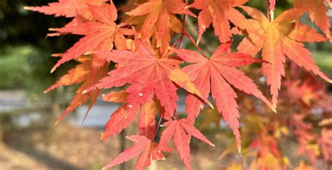 【まだまだ見頃】川口市立グリーンセンターの紅葉と皇帝ダリア｜埼玉県・川口市の趣味・カルチャー