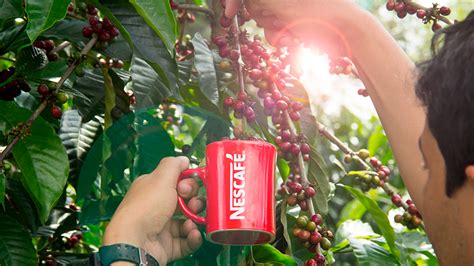 Nestlé Lanza El Plan Nescafé® Para 2030 Nestlé México
