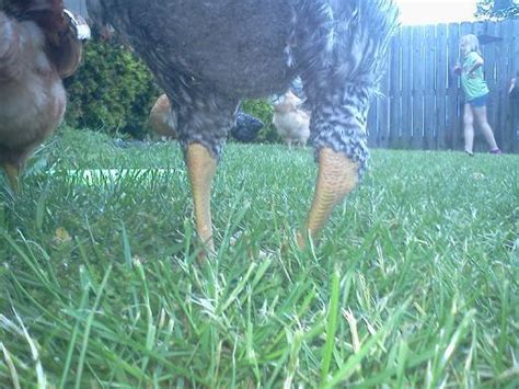 Know Where To Splint This BackYard Chickens Learn How To Raise Chickens