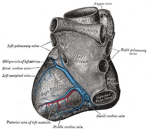 Posterior Interventricular Artery Alchetron The Free Social Encyclopedia