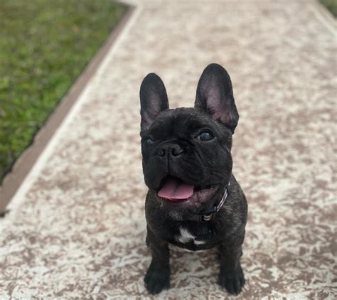 Breed Bluebell Frenchie