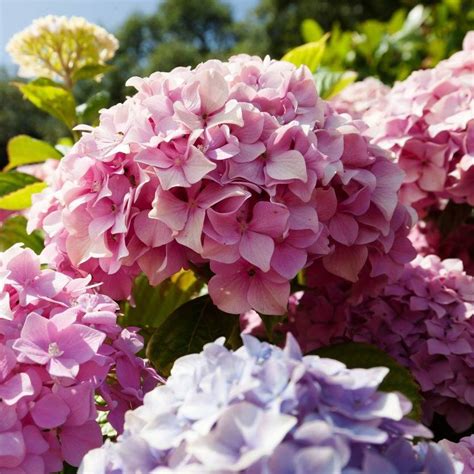 Hydrangea Macrophylla Pink Divine Plants Online Shop