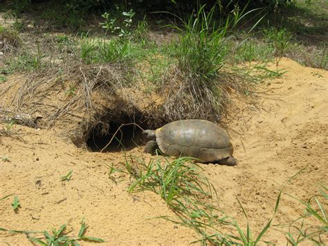 What Does A Gopher Tortoise Burrow Look Like At William Moffet Blog