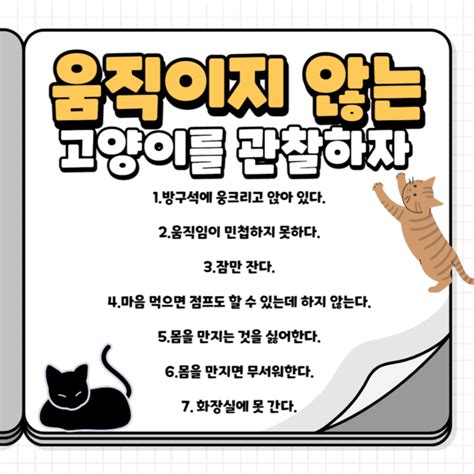 고양이가 움직이지 않아요 왜 그러는 걸까요 더데이즈
