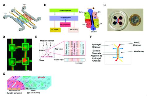 Examples Of Microfluidic Device Designs For Brain Modeling A A