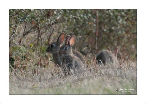 Une matinée avec les Lapins de garenne Note N 2017 078